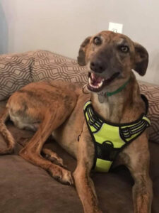 Roko - American Greyhound