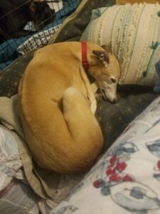 Jack - American Greyhound