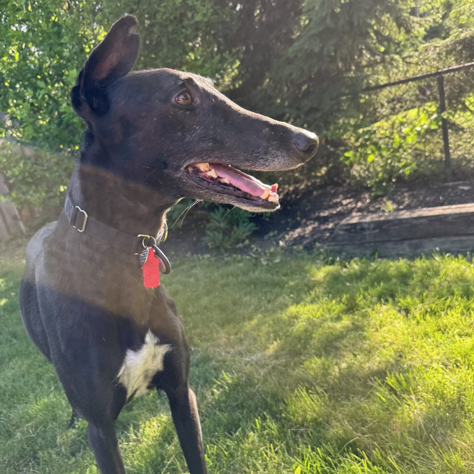 Helping retired racing Greyhounds | American Greyhound