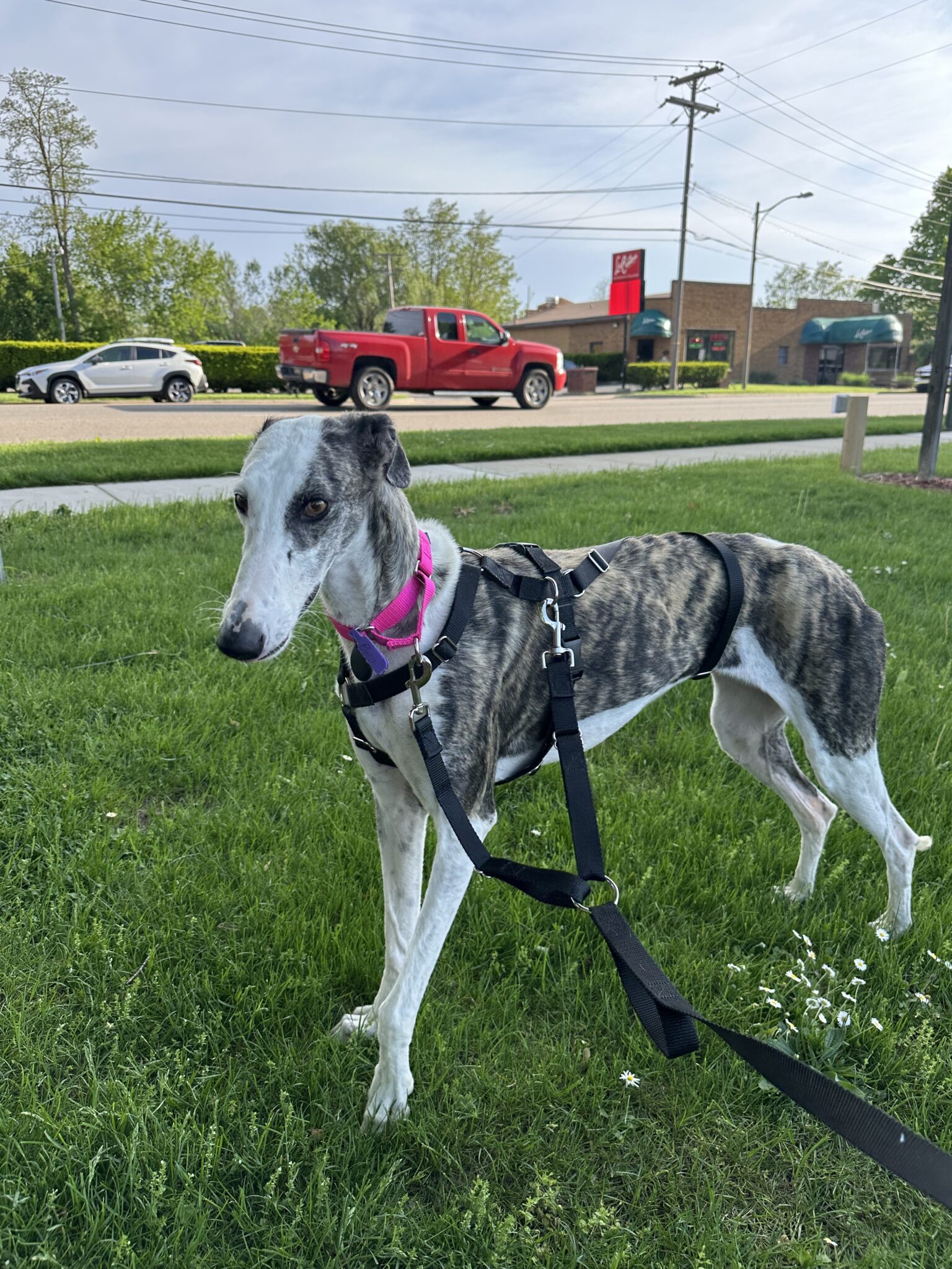 Pura - American Greyhound