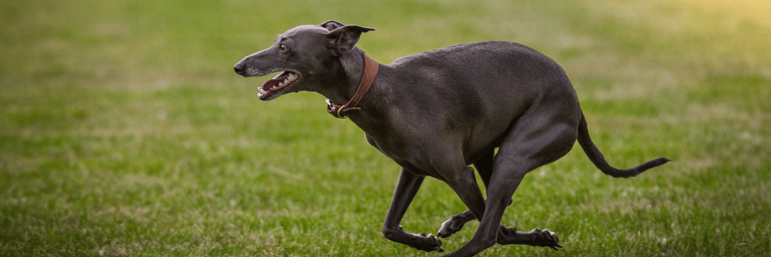 Greyhound Tips - American Greyhound