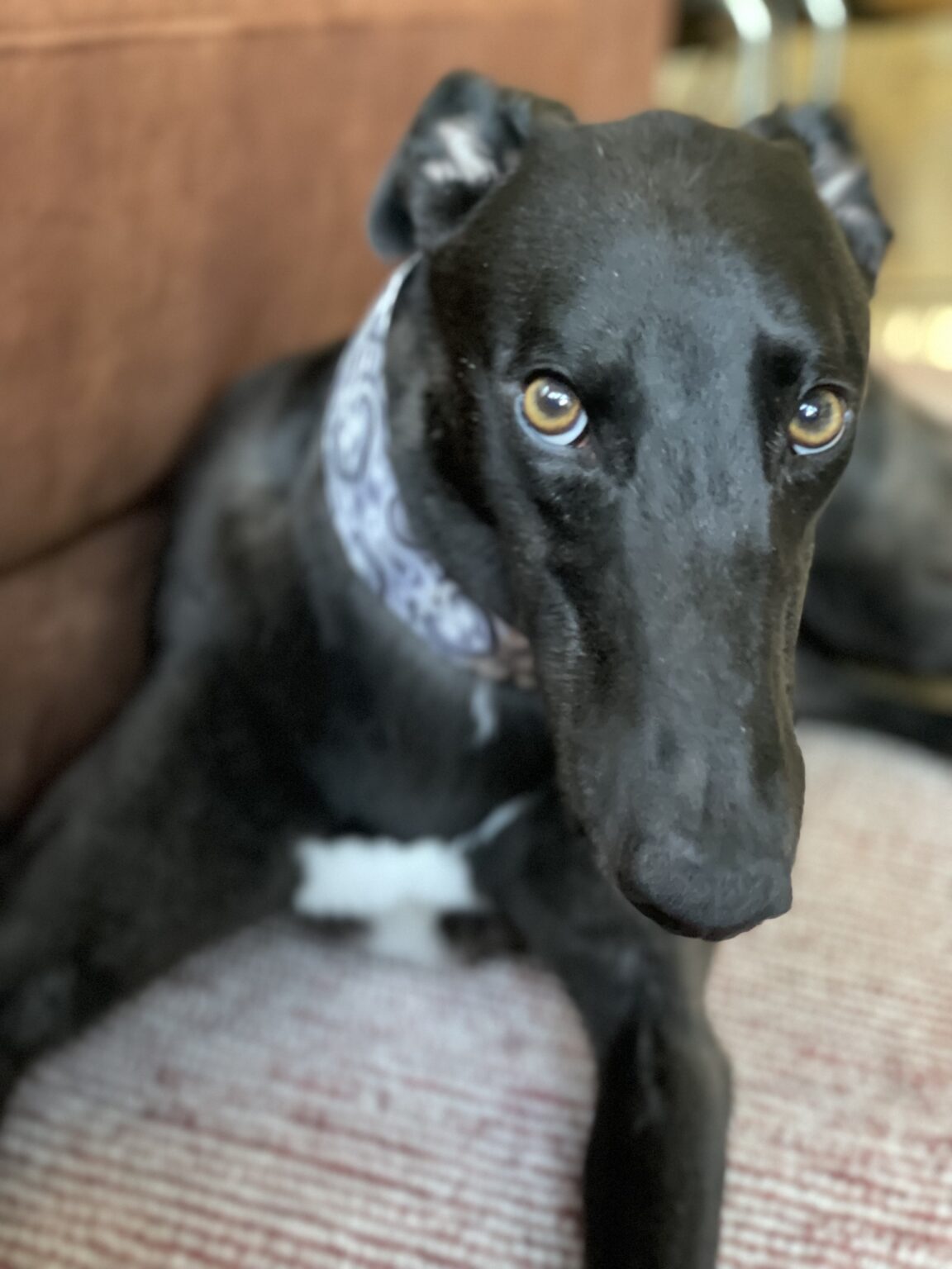 Pilot - American Greyhound