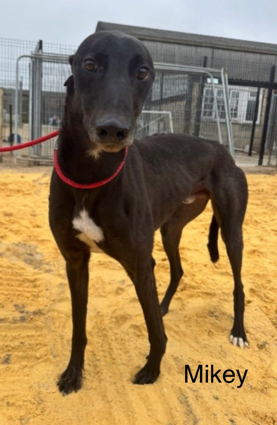 Mikey - American Greyhound
