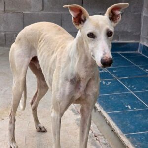 Ghost - American Greyhound