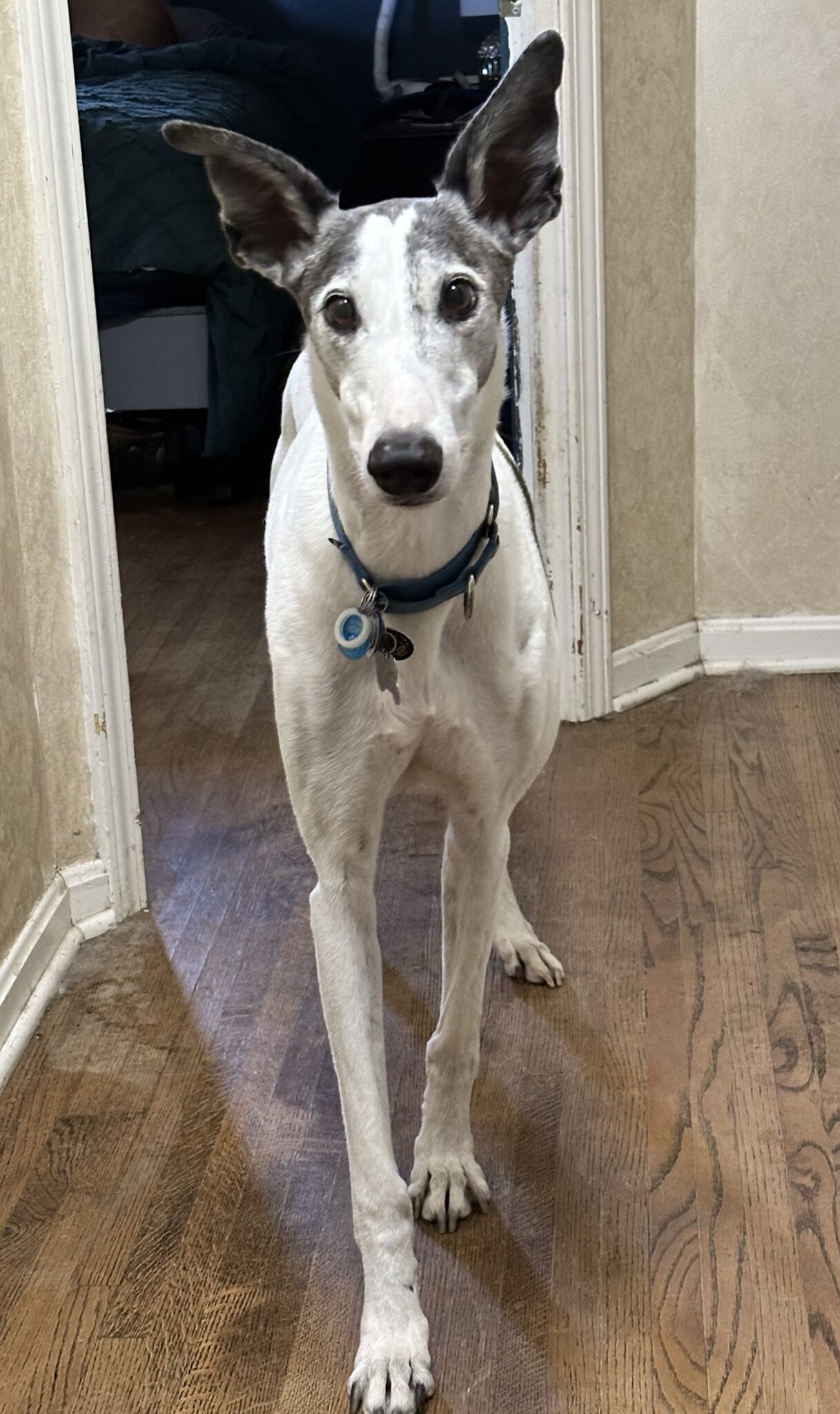 Neil - American Greyhound