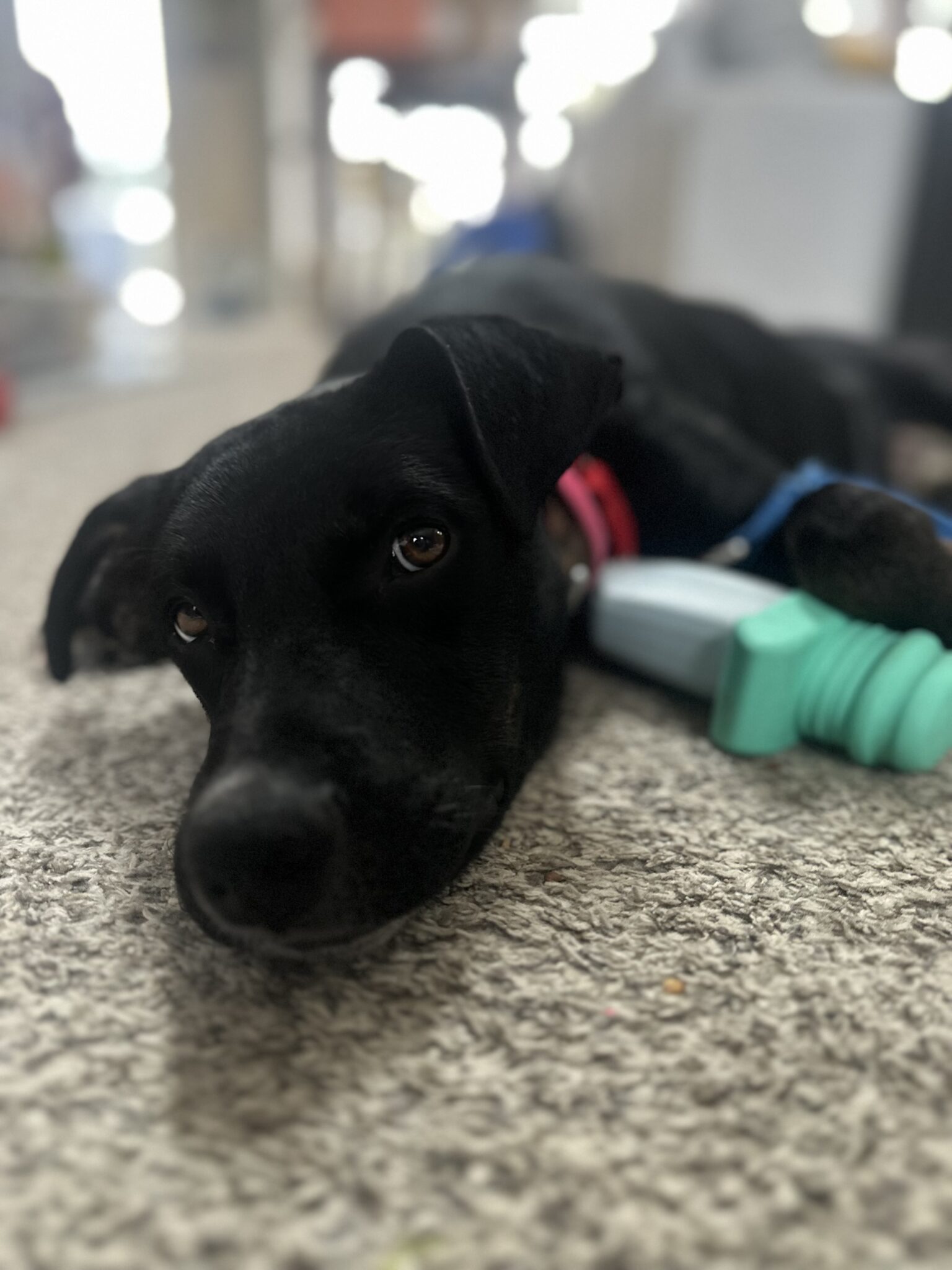 Miles - American Greyhound