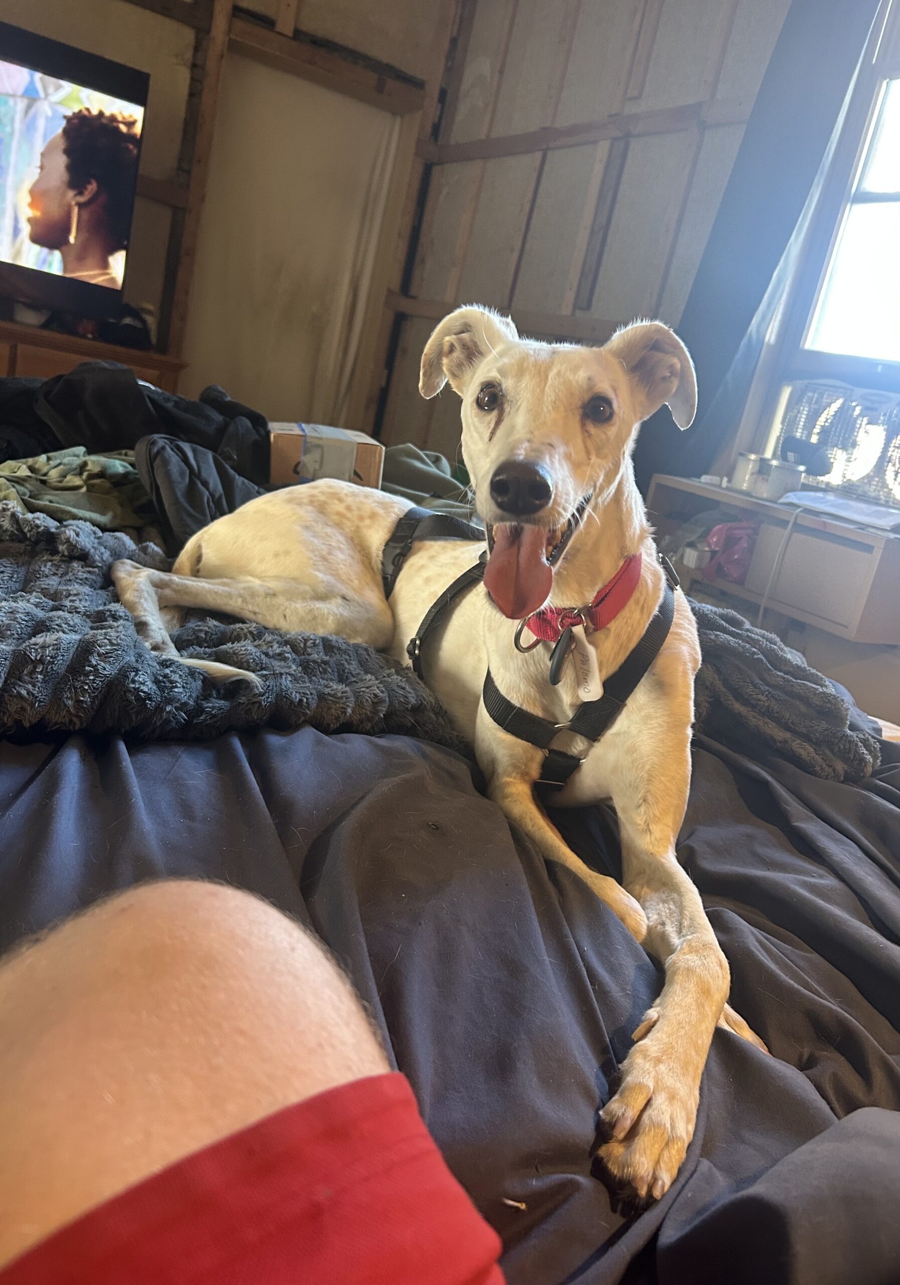 Palomo - American Greyhound